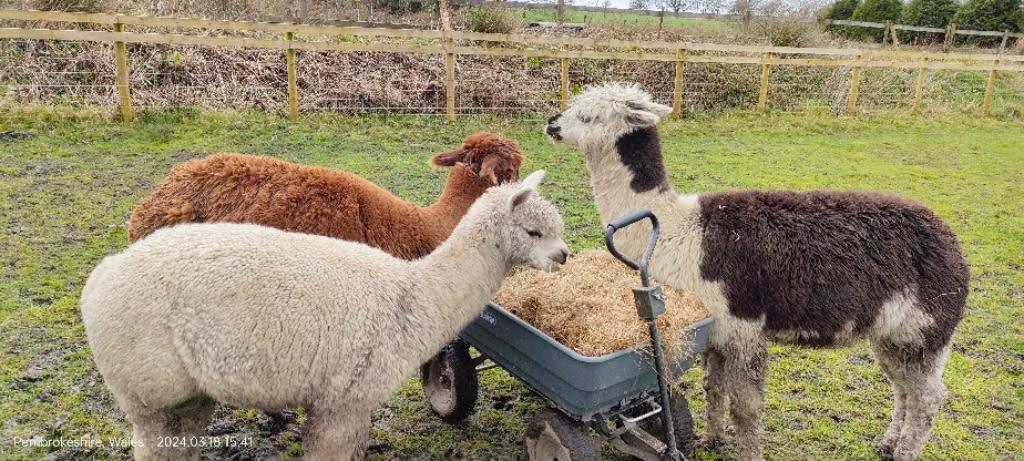 Rozelle Alpacas | Alpaca Trekking | Crymych, Wales, UK